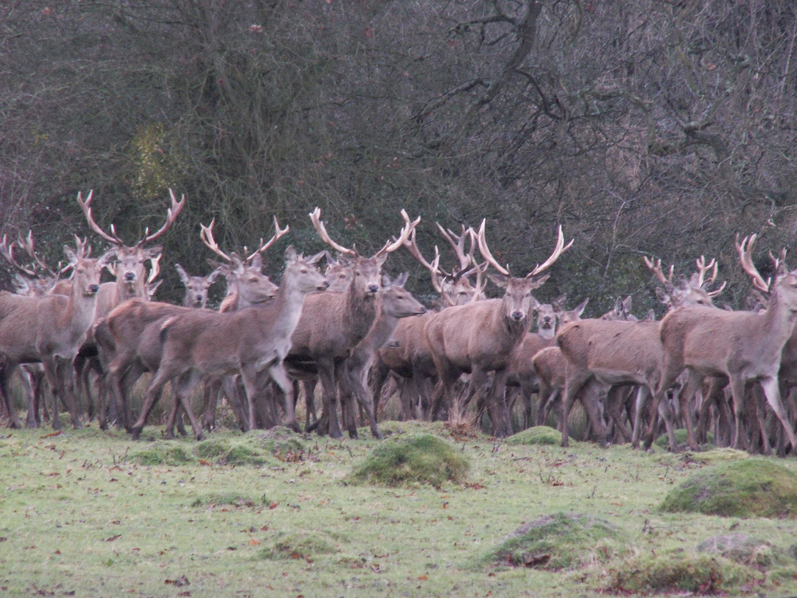 CUBO ET EXCUBO: Berkeley Deer Park