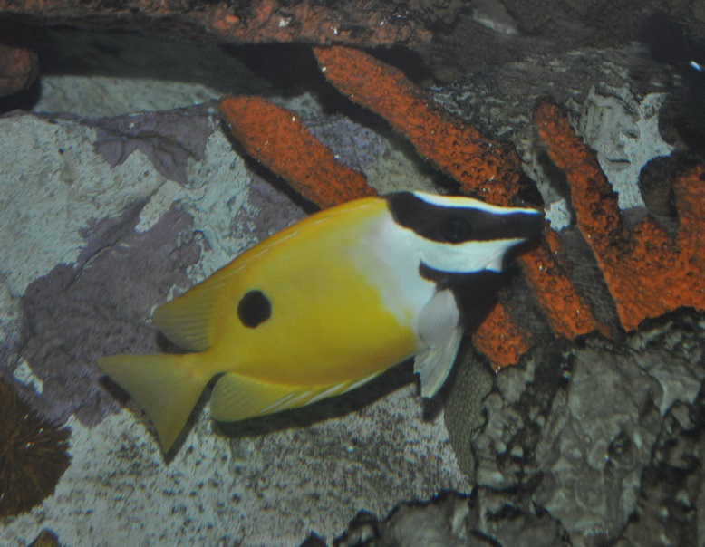 ZOOTOGRAFIANDO (6.100 ANIMALS): PEZ CONEJO DE UNA MANCHA / BLOTCHED ...