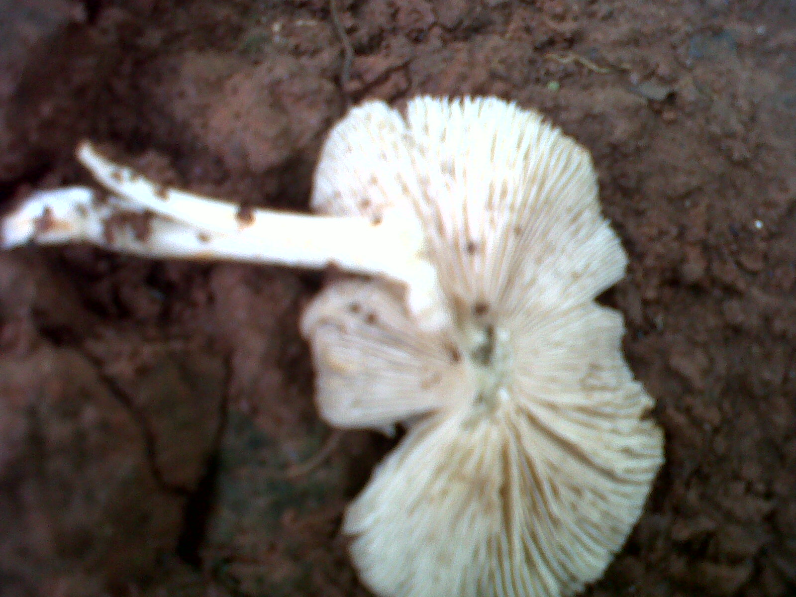 Rudi Santosa: Supa Suung