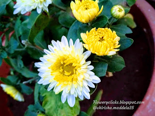 Chrysanthemums - mumingtons / chamanthi flower ( చామంతి పువ్వులు)