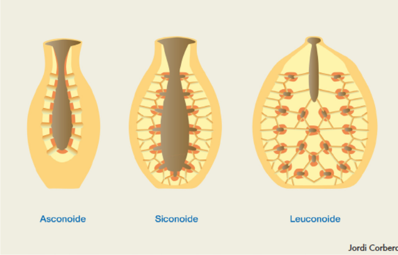 LealScience: Las Esponjas