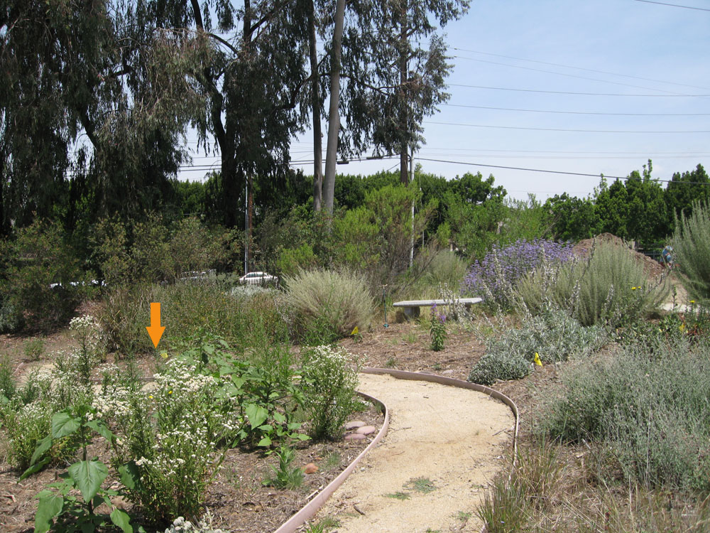 Mother Nature's Backyard - A Water-wise Garden: Plant of the Month ...