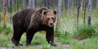 Pengertian Bioma Taiga serta Tumbuhan dan Hewan yang Hidup Di Dalamnya