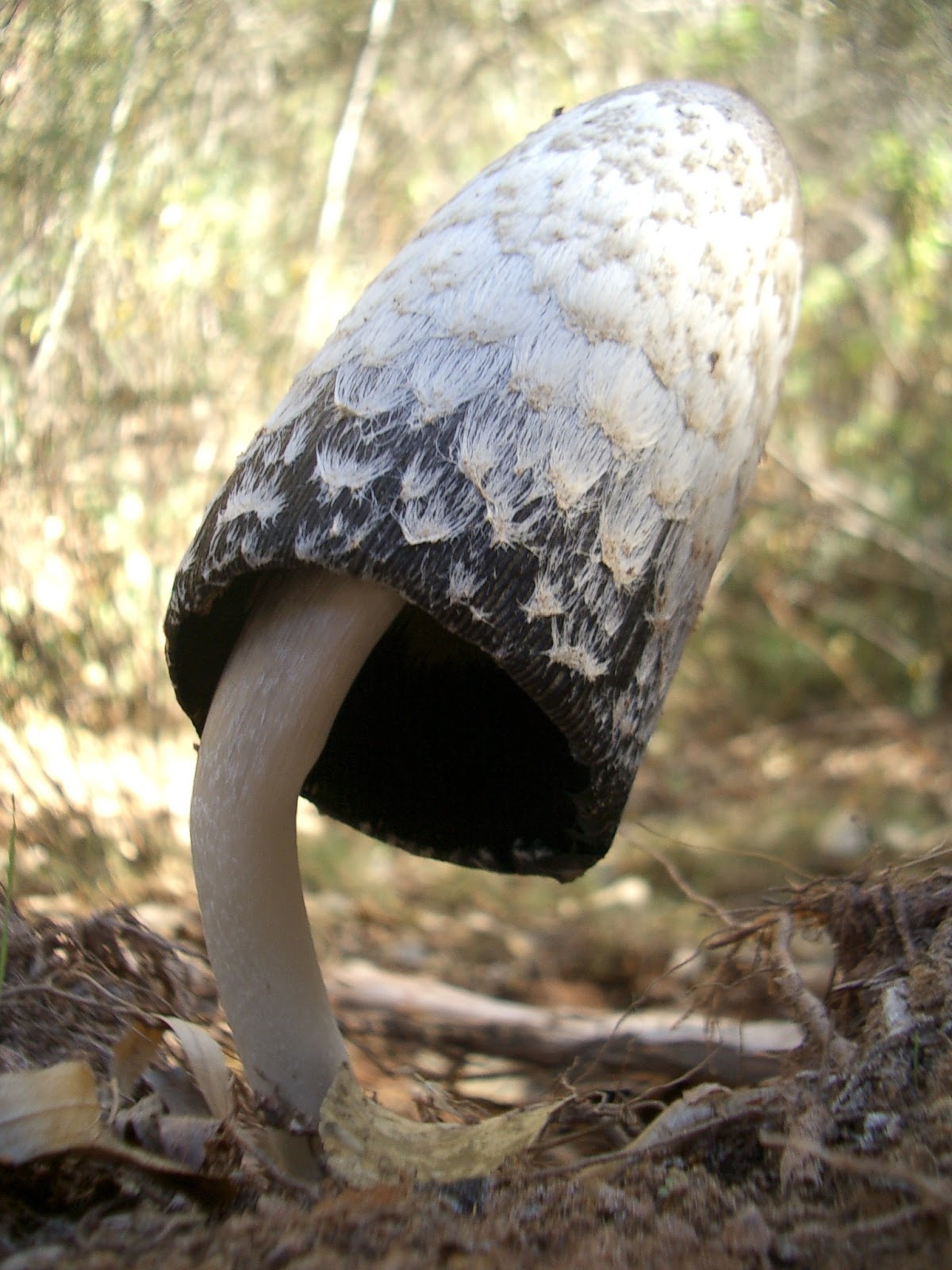 Journeys Of The Crew : Supai