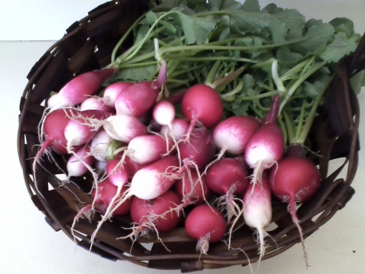 Joe + Levi + Indigo + Molly: we grow a mean radish