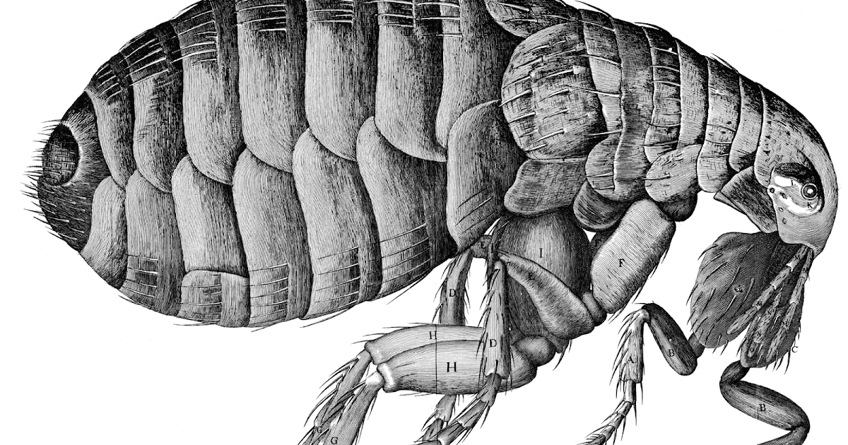 Dr. Banks' Corner: Mild Winter + Southern Climate + Your Pet + FLEAS