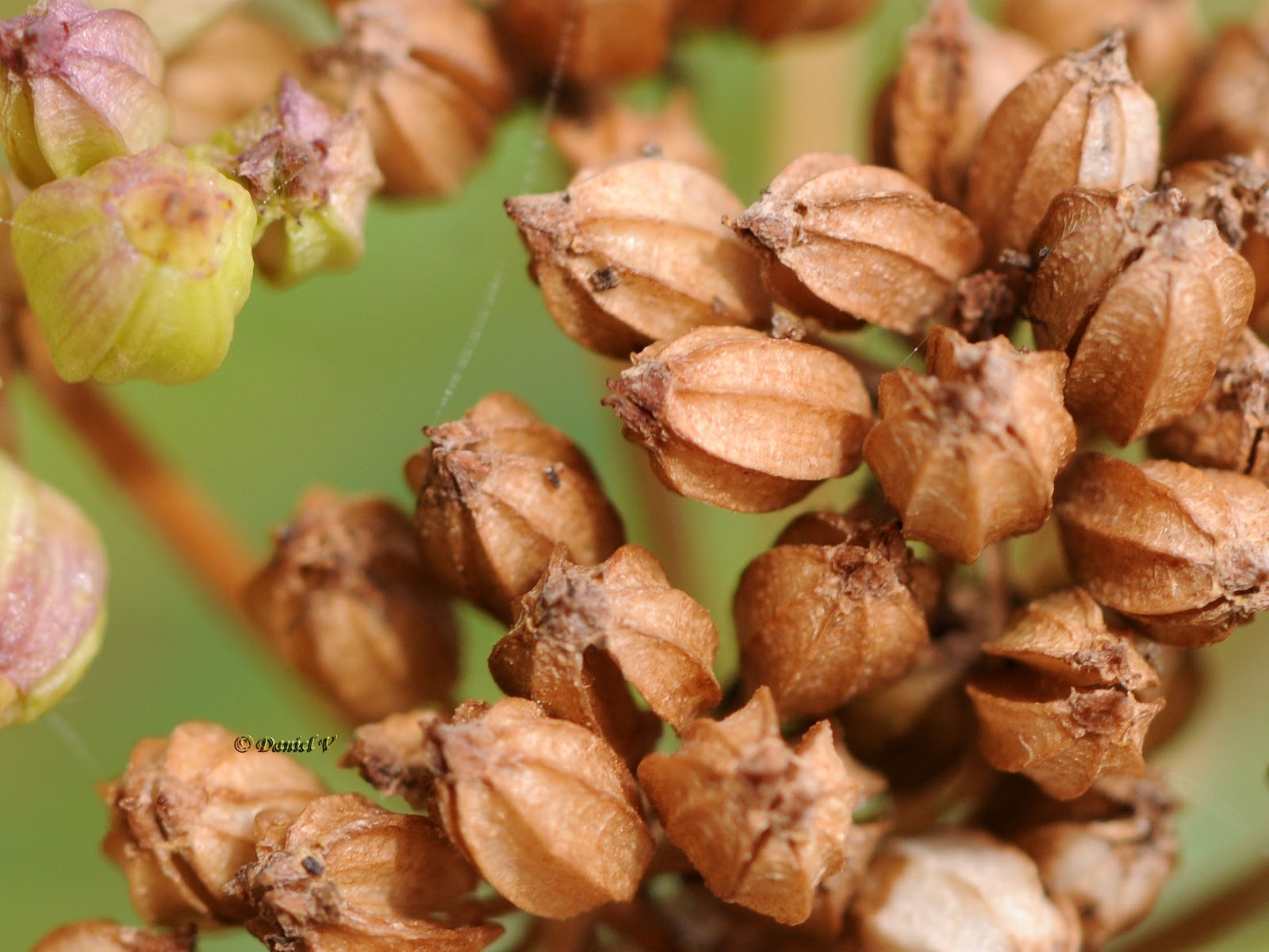 Macrophoto plaisir passion: La Criste marine, Crithmum maritimum, ou ...