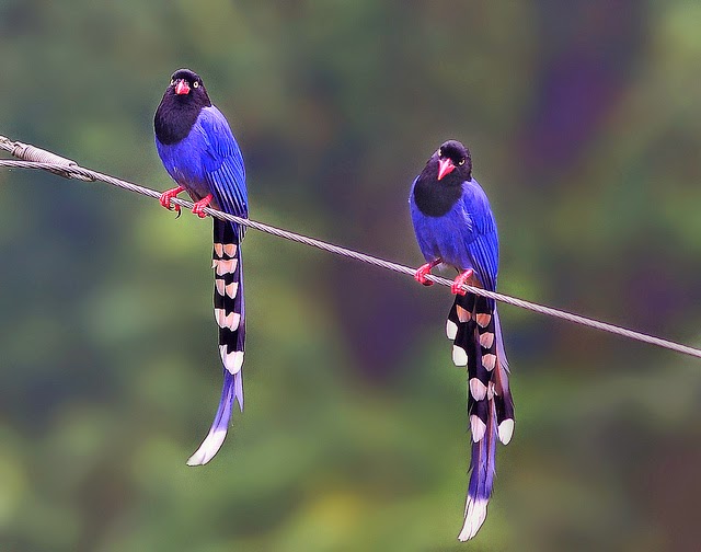 Tour Of Taiwan: Taiwan Endemic Animals