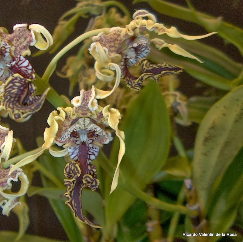 Ricardo's Blog, : Dendrobium spectabile (Blume) Miq. 1859, an orchid ...