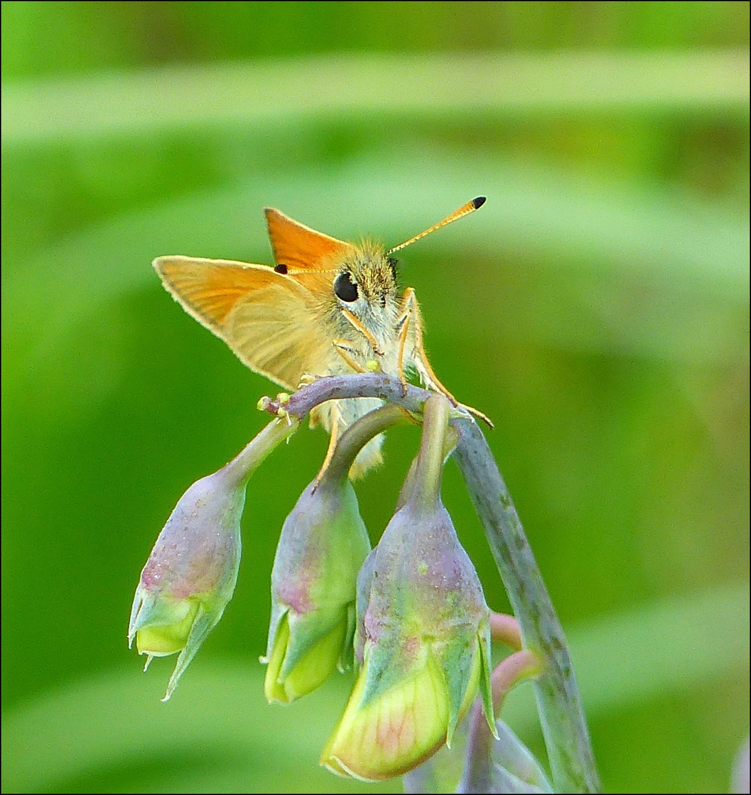 'Our' On-Line Diary: The Scarce Small Skipper Butterfly aka the Essex ...
