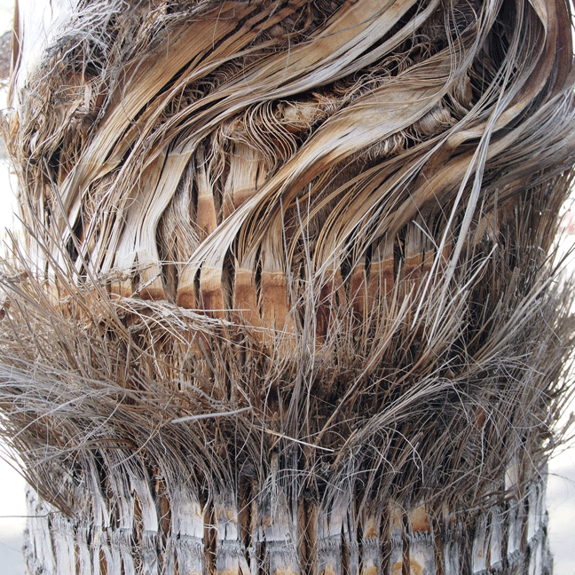 Stothers: Parts of Palm