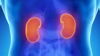 treatment for kidney disease: Stage 4 Chronic Kidney Disease(CKD), GFR 24