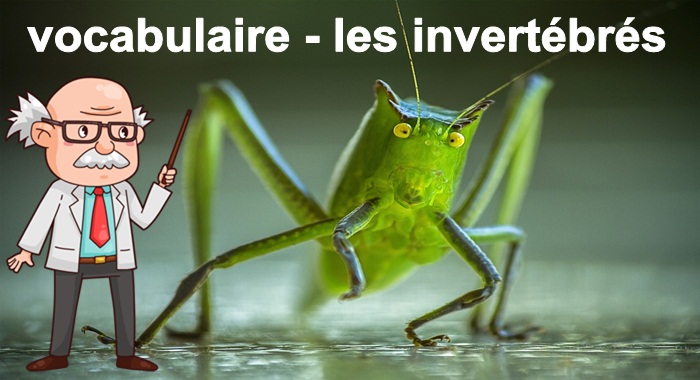 vocabulaire - les invertébrés