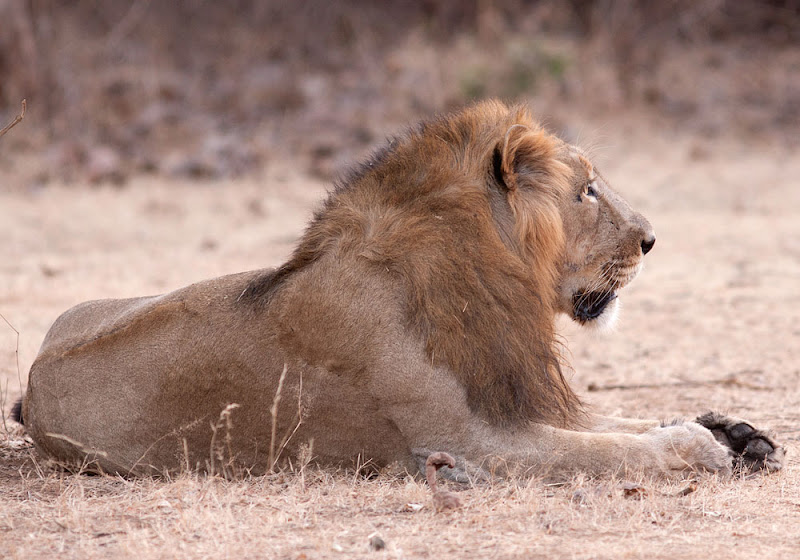 Weedon's World of Nature: Lion-watching at Sasan Gir, part 2