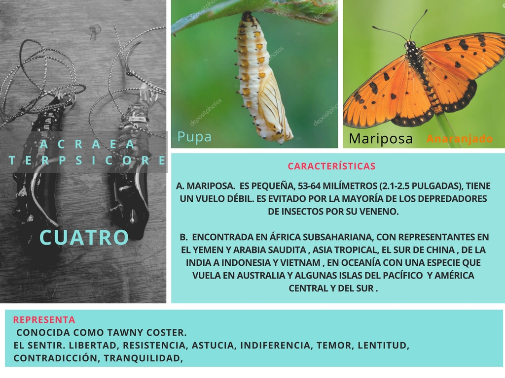 Clasificación de Crisálidas
