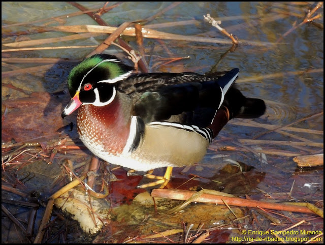Ría de Ribadeo: Algunas fotos en el Parque Polvoranca