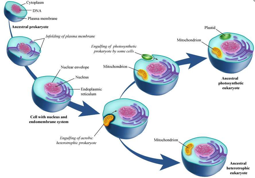 ENDLESS FORMS MOST BEAUTIFUL: Què és la teoria endosimbiòtica?