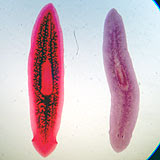 Platyhelminthes: Class Turbellaria