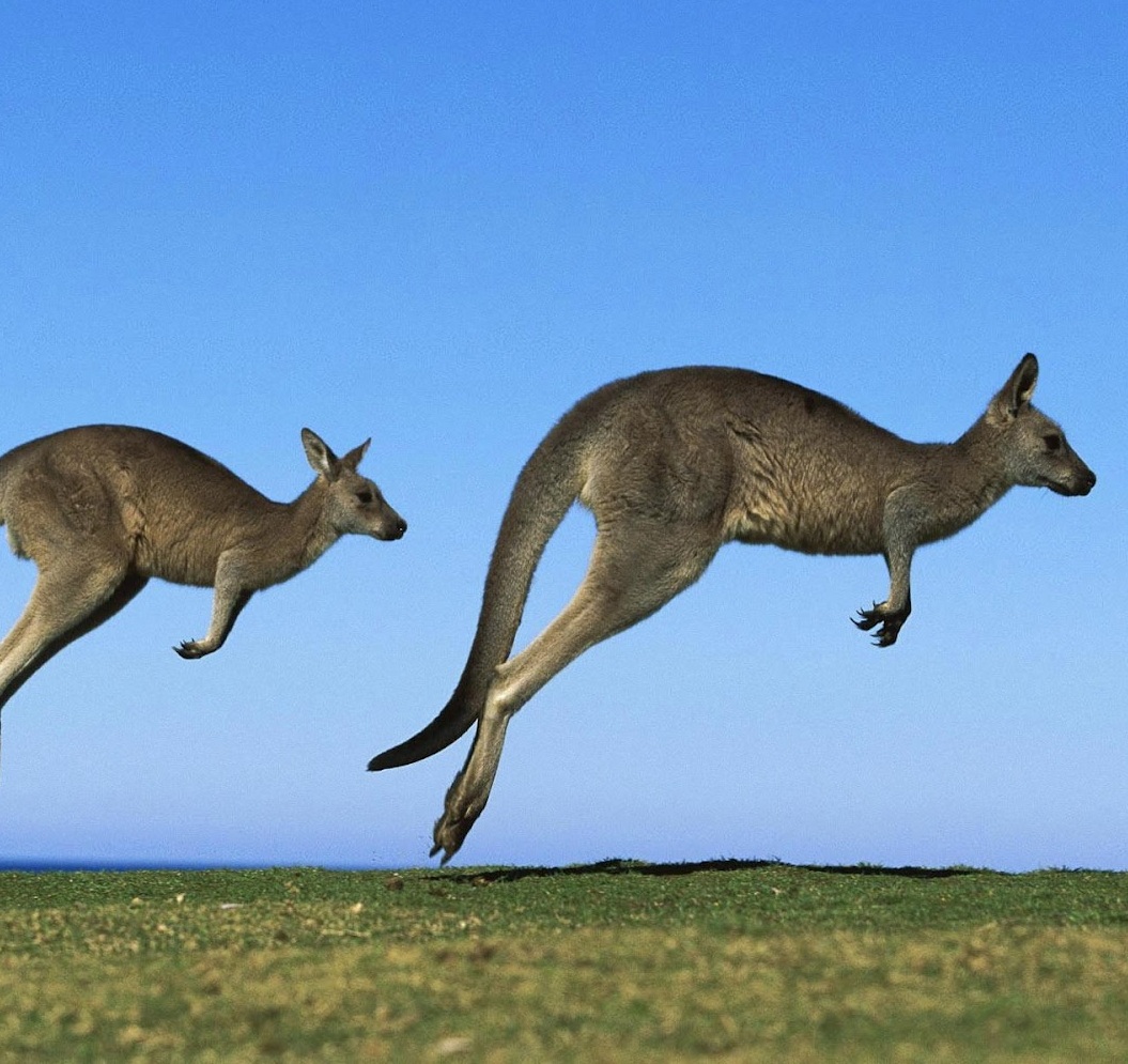 Cangurus vivem somente na Austrália? ~ Criacionismo