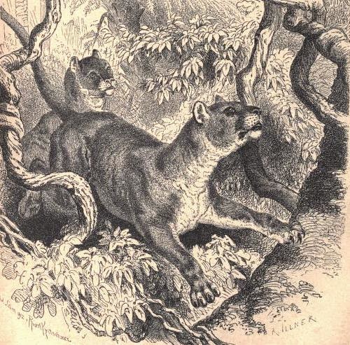 HISTORIAS ZOOLOGICAS: JOHN BELL HATCHER: UN CAZADOR DE FOSILES EN LA ...