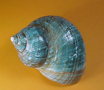 Creatures 'n' Critters: Mollusks: How Shells Are Made