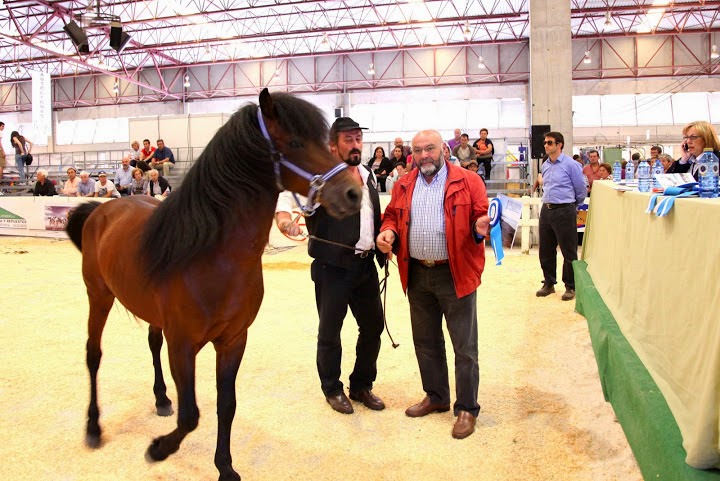 O CABALO DE PURA RAZA GALEGA / THE GALICIAN HORSE BREED / LE CHEVAL DE ...