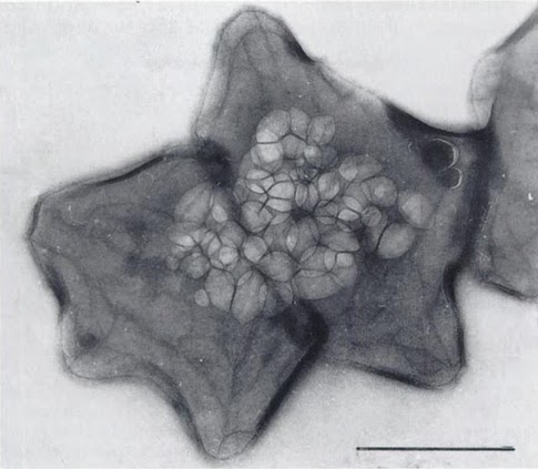 BIOLOGIA PARA A VIDA : FORMAS MAIS COMUNS DAS BACTÉRIAS