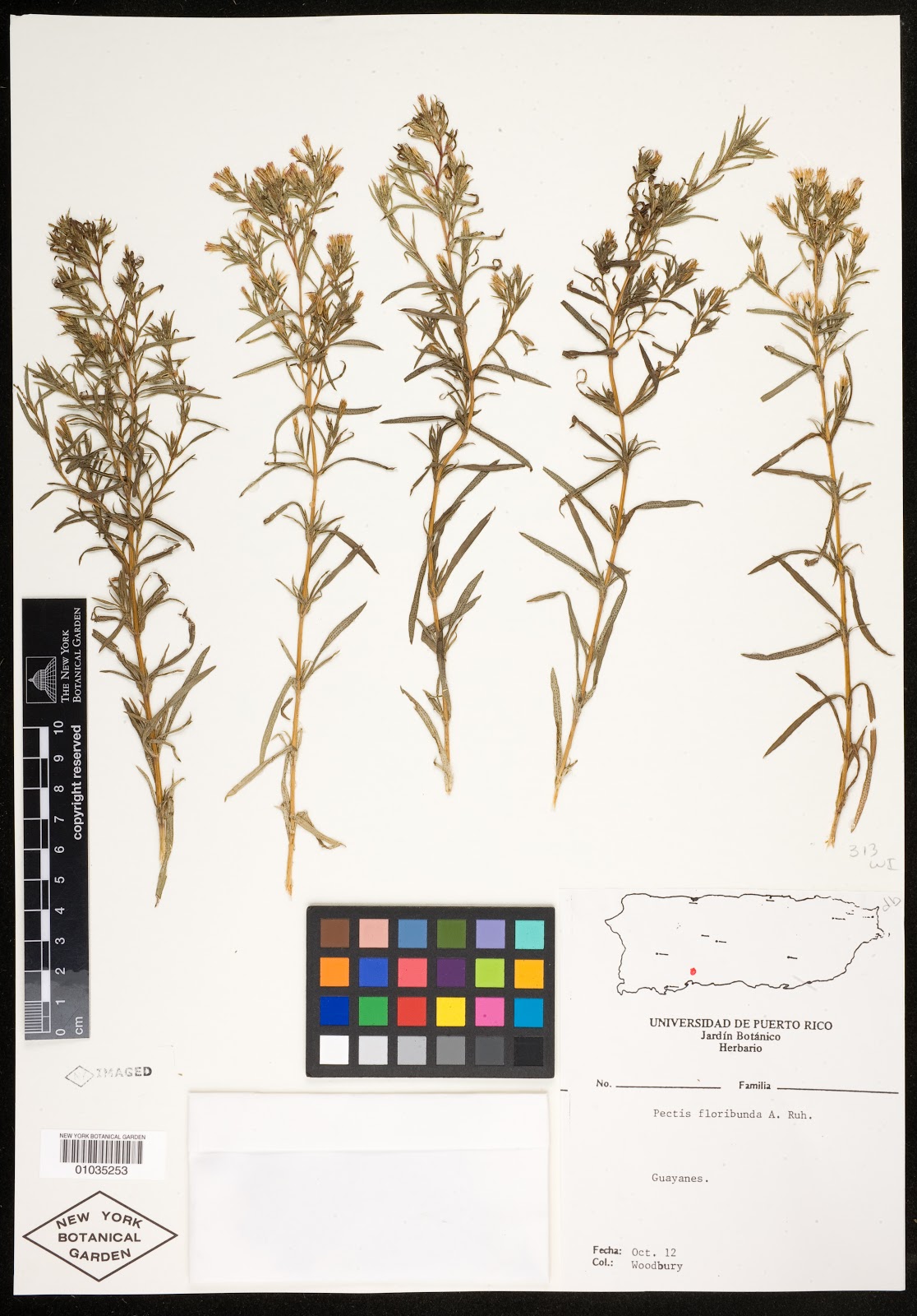 PLANT FAMILIES OF PUERTO RICO AND FLORIDA PAPO VIVES: ASTERACEAE TRIBU ...