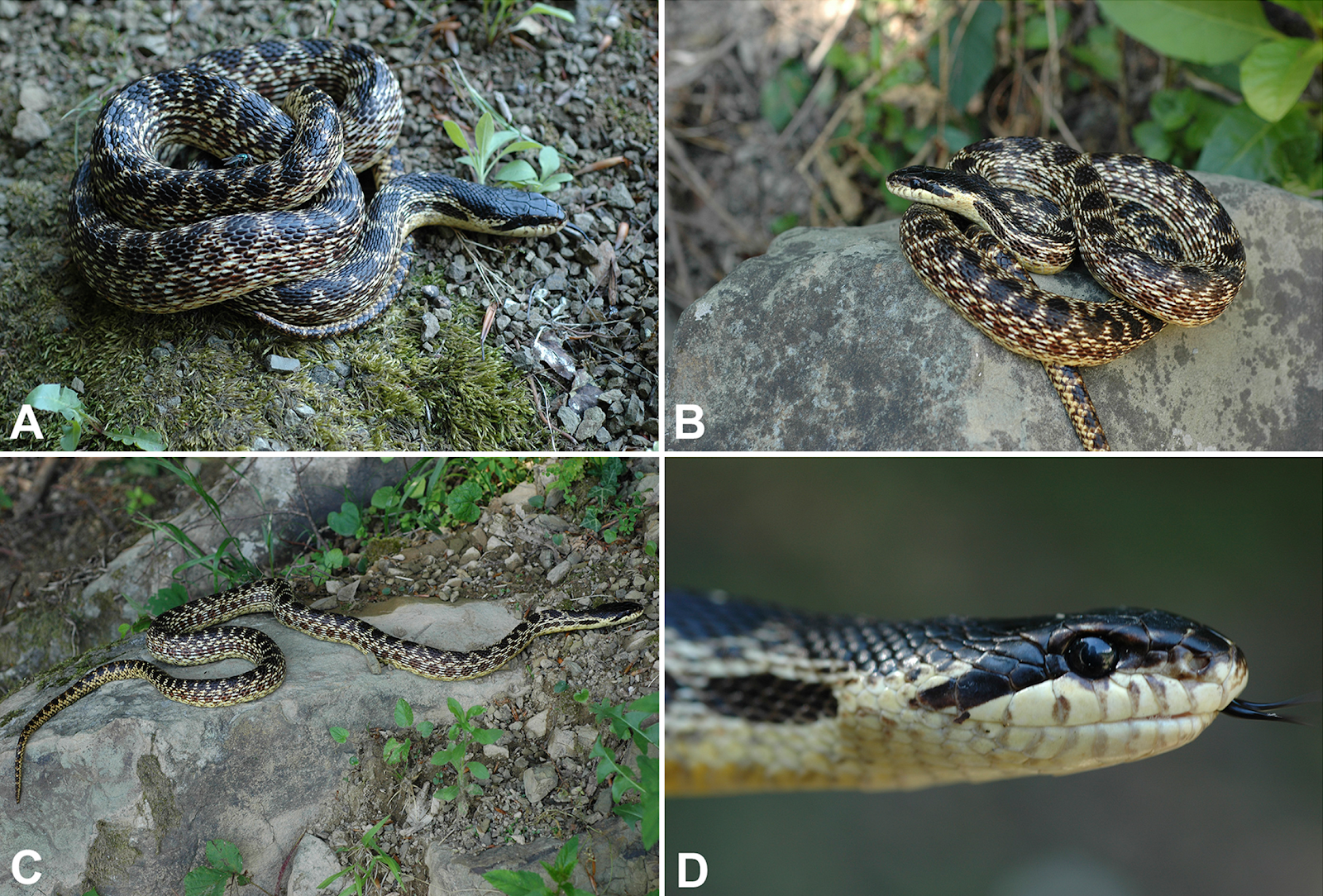 Species New to Science: [Herpetology • 2019] Elaphe urartica • The ...