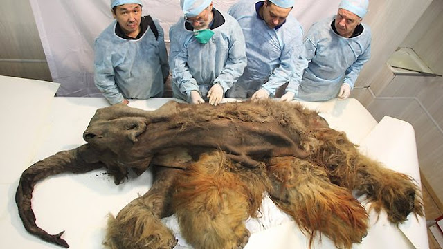 FUN TO BE BAD: Perfectly Preserved Woolly Mammoth Found in Siberia