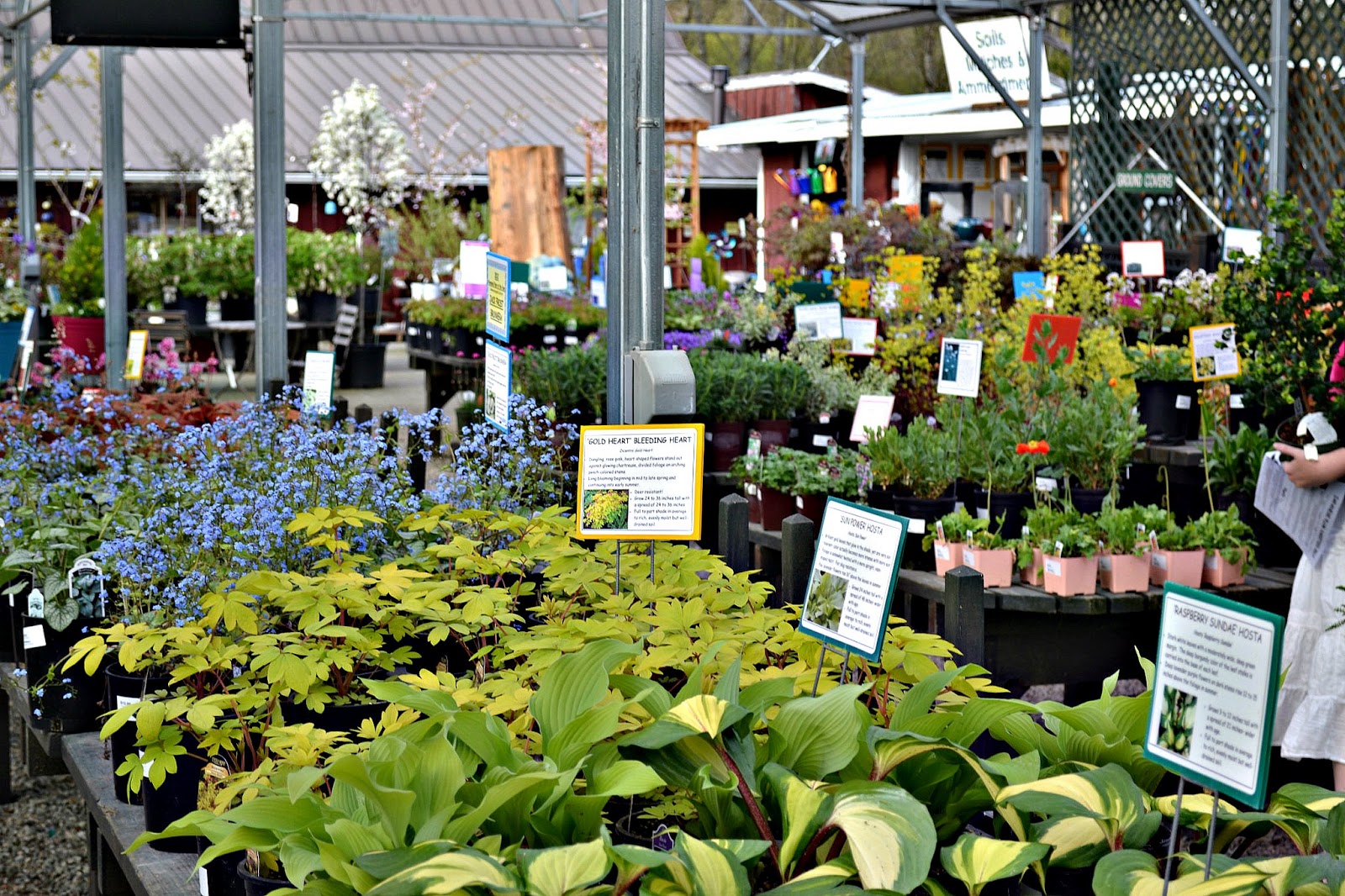The Outlaw Gardener: Visiting Valley Nursery