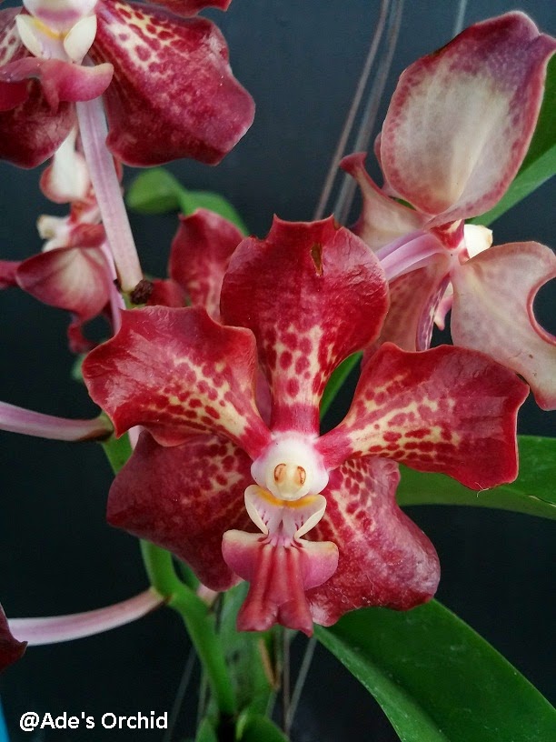 Ade's Orchid: Vanda merrillii x Doctor Anek