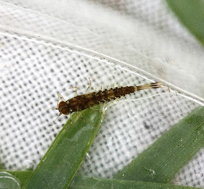 Aquatic Insects of Central Virginia: EPT Species List for Central ...