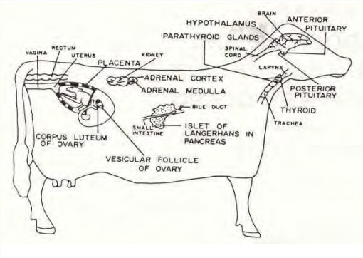 Hormon pada Ruminansia - Materi Sekolah ( Gudang Ilmu )