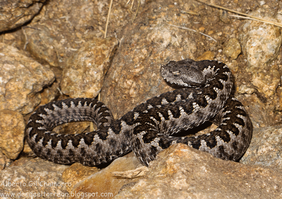 Desde El Torreón: La Víbora hocicuda de Gredos (Vipera latastei subsp ...