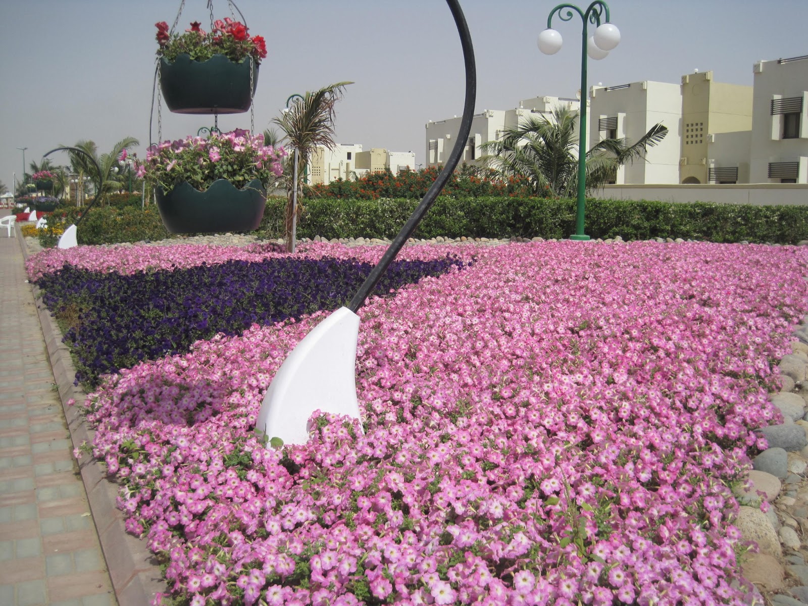 Festival Bunga di Padang Pasir