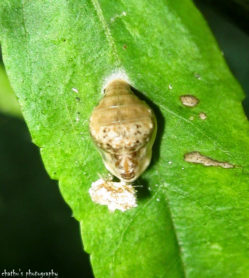 Nature Of Srilanka: Butterflies
