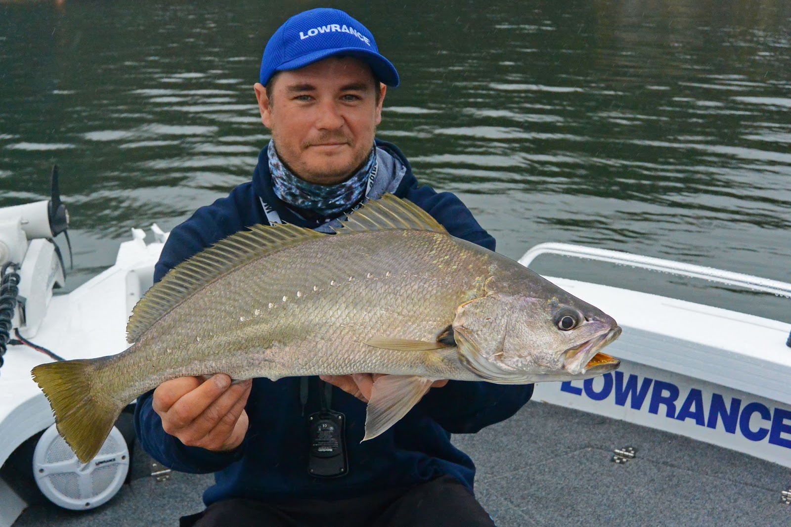 The Fish Cure: THE MULLOWAY CIRCLE