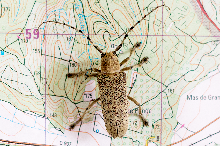 conical-intersect: insect on map