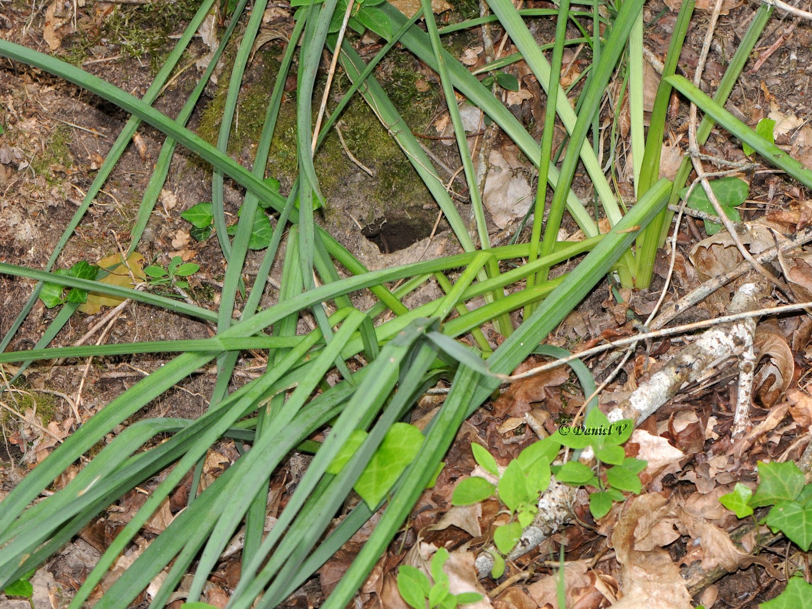 Macrophoto plaisir passion: L'asphodèle blanc, Asphodelus albus