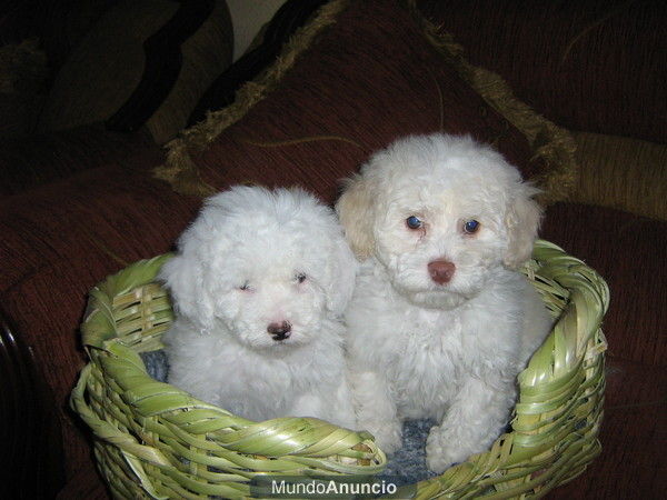 Razas de perro french poodle - Imagui