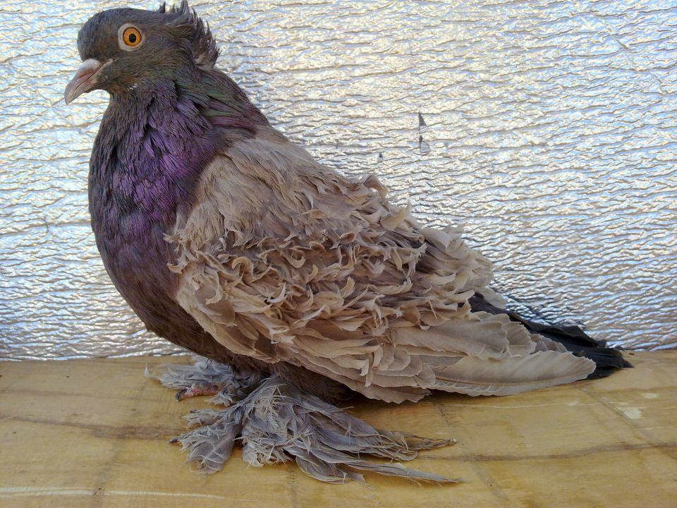 PigeonsFans: Pigeon Breeds