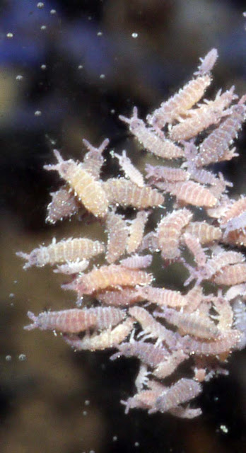 CABINET OF CURIOSITIES: Springtails walking on water