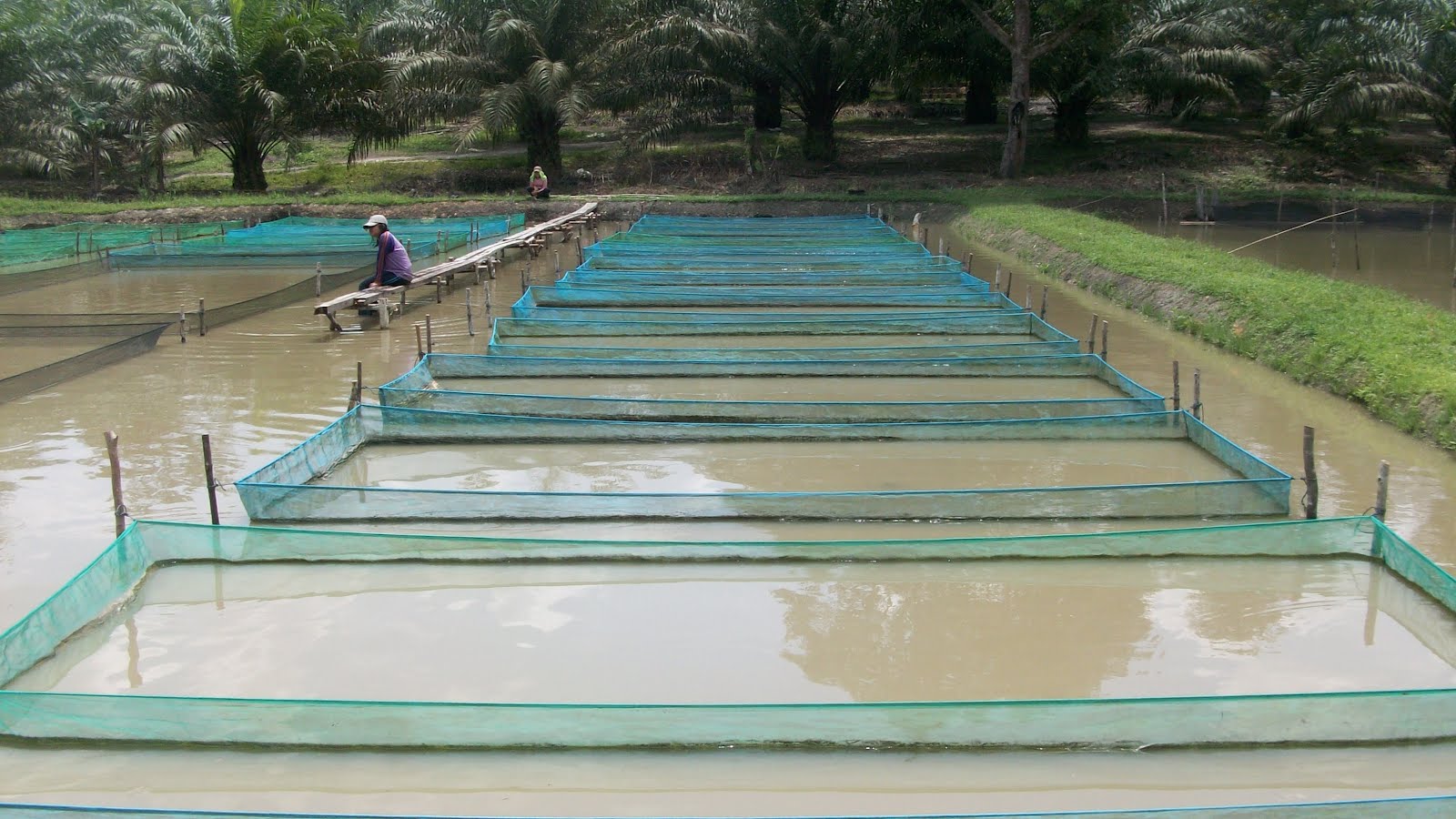Tilapia Hacthery Berkah Brothers Fish Farm