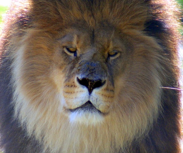 All Animals: Babbar Sher (Lion) Profile,news,photos