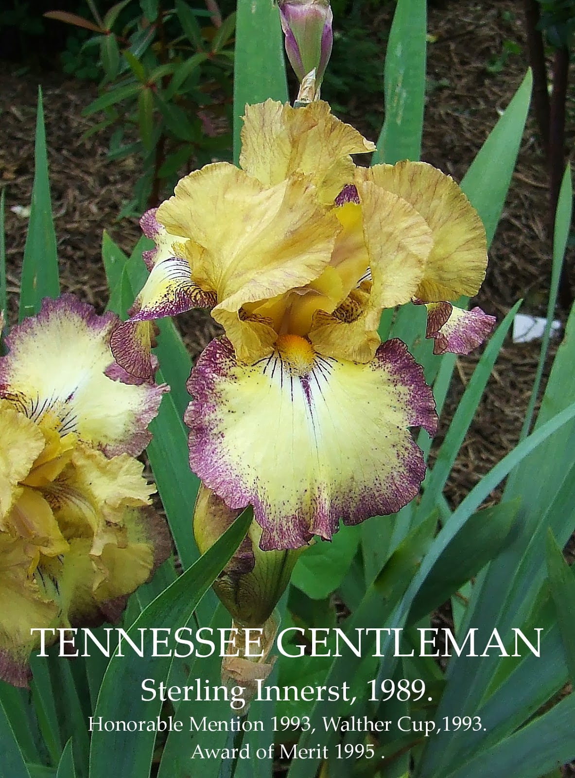 Tall bearded Iris TENNESSEE GENTLEMAN ~ HERITAGE IRISES