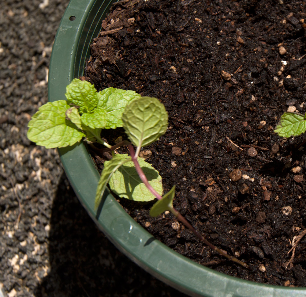 Peppermint ~ Adventures in Gardening Pohnpei, Micronesia