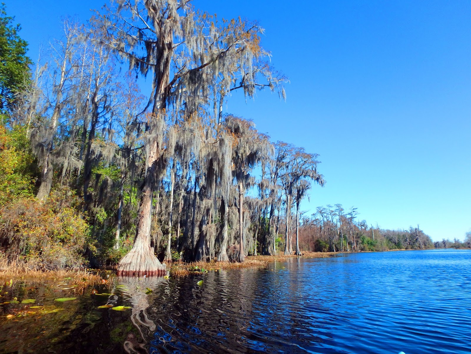 PAMPERED PENGUIN: January 14-16, 2018 Okefenokee Swamp, Georgia To Gold ...