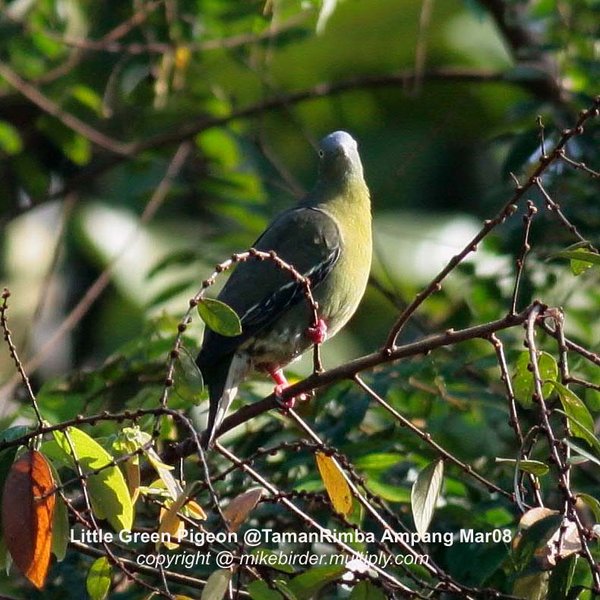 Mike is the name Birding is the game ( Birding in Malaysia - Malaysian ...