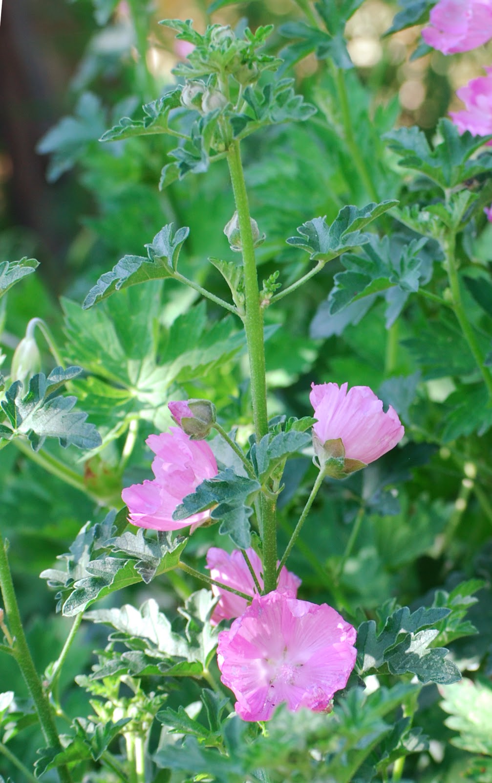 Photographing Flowers: Plants that Reseed